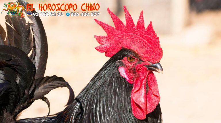 El Gallo en el Horóscopo Chino 【2024】